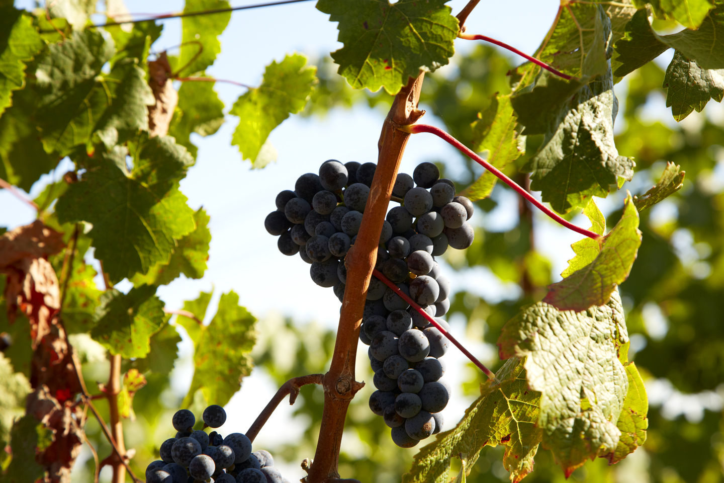 Barbara Banke: Queen of the Vine | Fortune