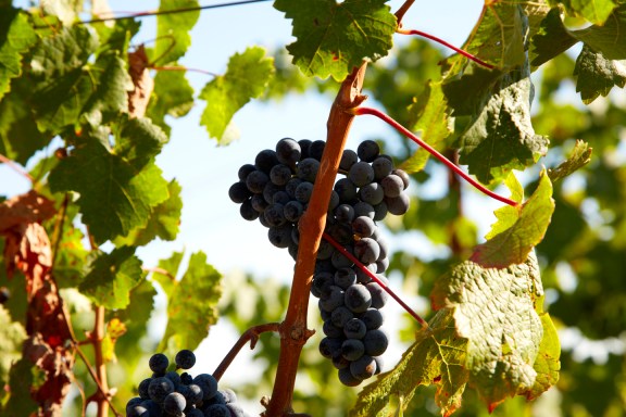 Barbara Banke: Queen of the Vine | Fortune