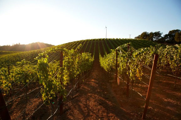 Barbara Banke: Queen of the Vine | Fortune