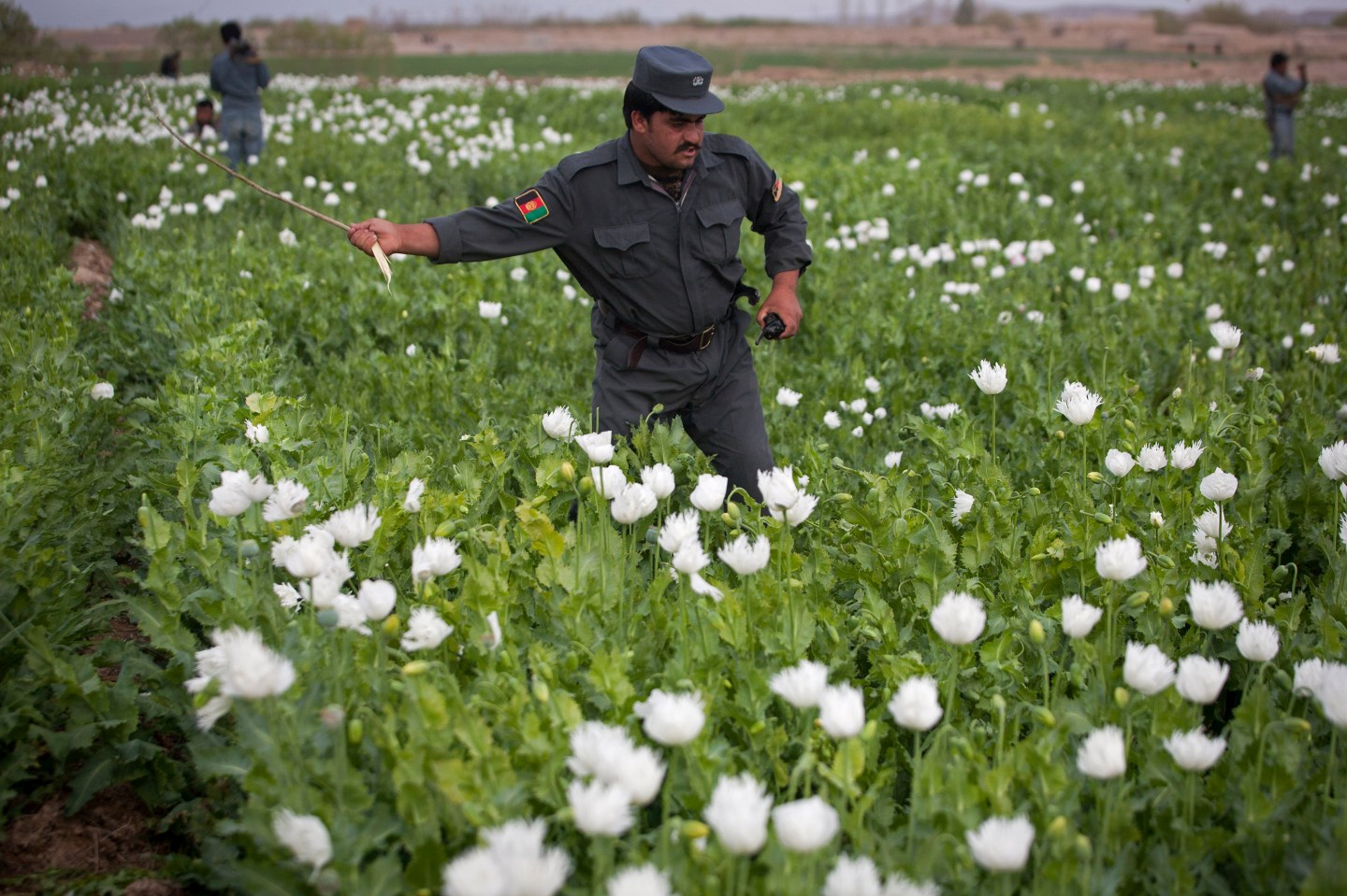 Opium crop at record high in Afghanistan | Fortune