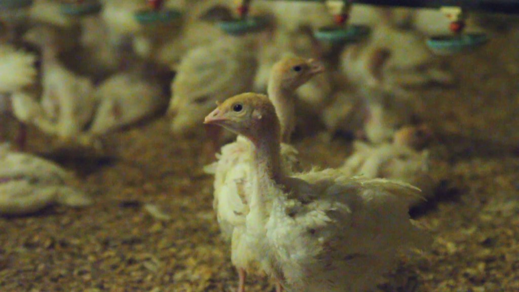 Thanksgiving turkey rush: How Empire Kosher gets its birds ready | Fortune