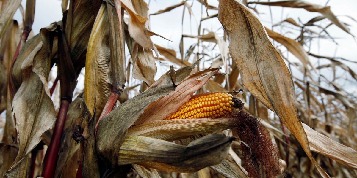 Why the next world war will be fought over food | Fortune