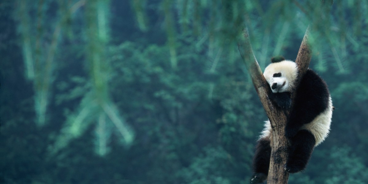 The Giant Panda Is No Longer an Endangered Species | Fortune