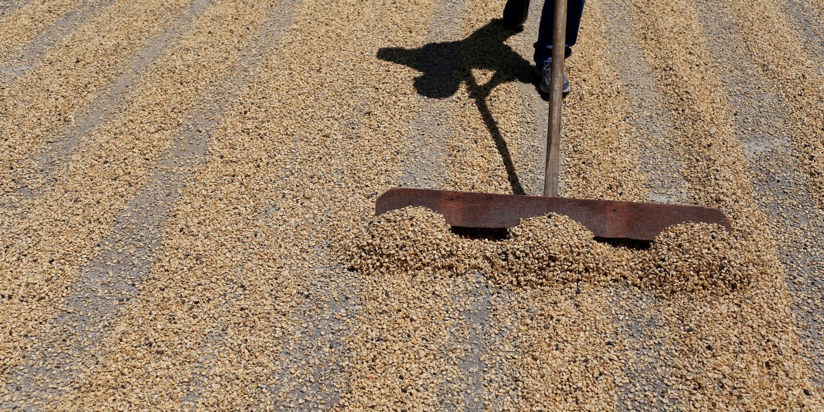 Climate change causing drop in coffee production of popular beans | Fortune