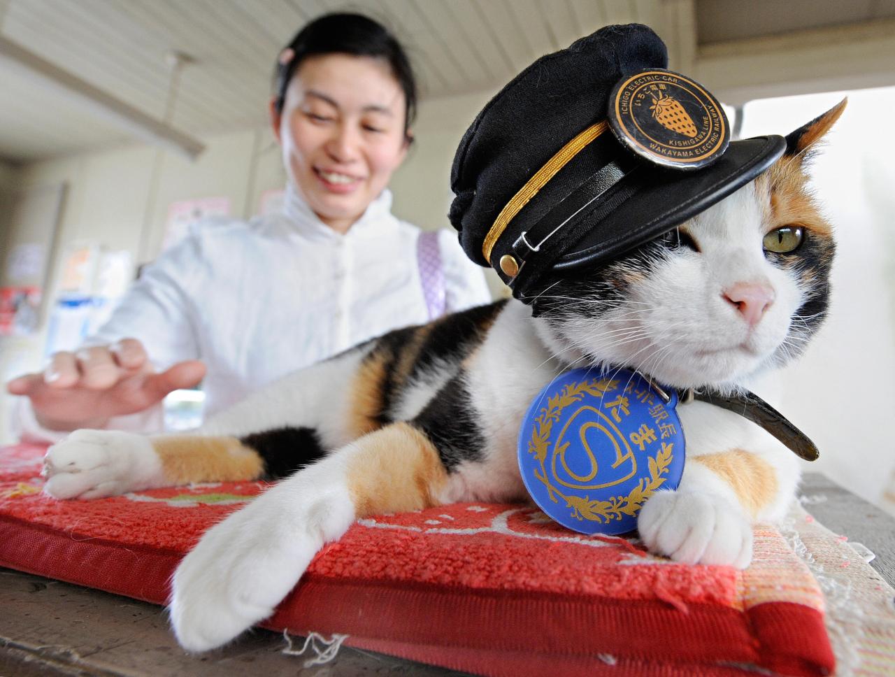 Tama the Station Cat helped save part of Japan's dying rural railways ...