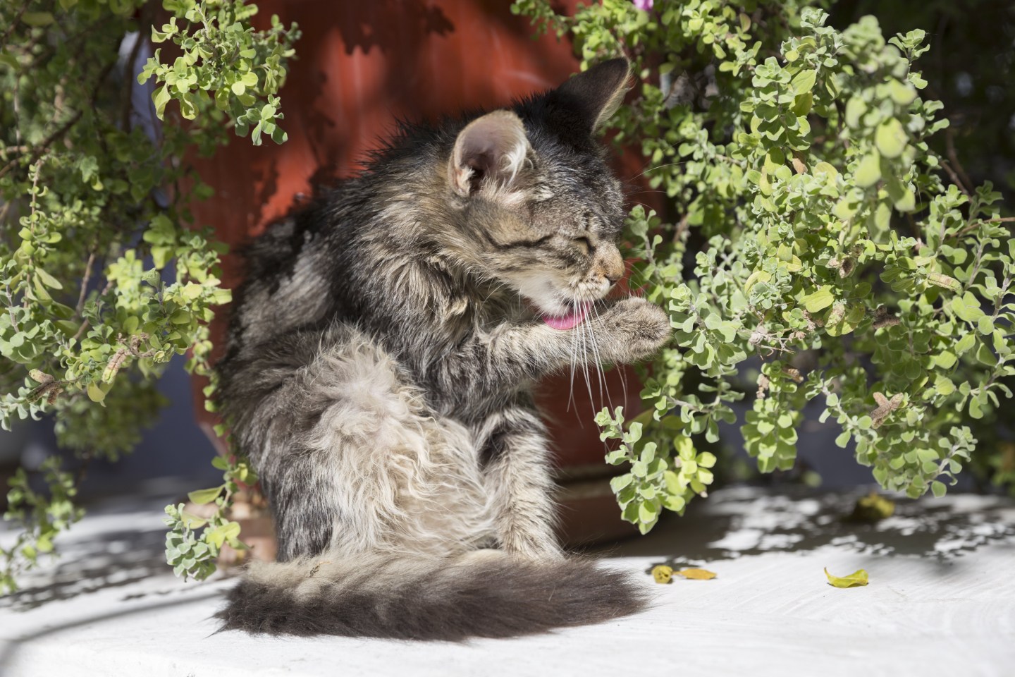 Japan Created A Google Street View For Cats In Onomichi | Fortune