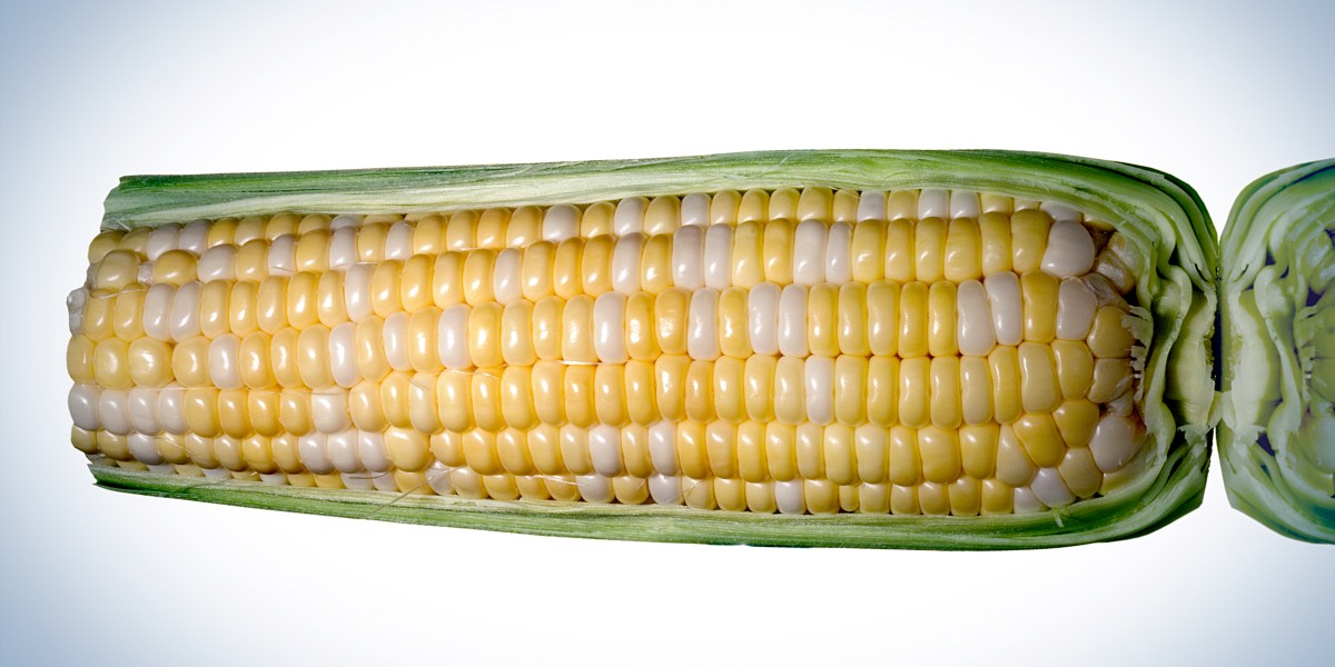 The GMO controversy: Time to move on? | Fortune