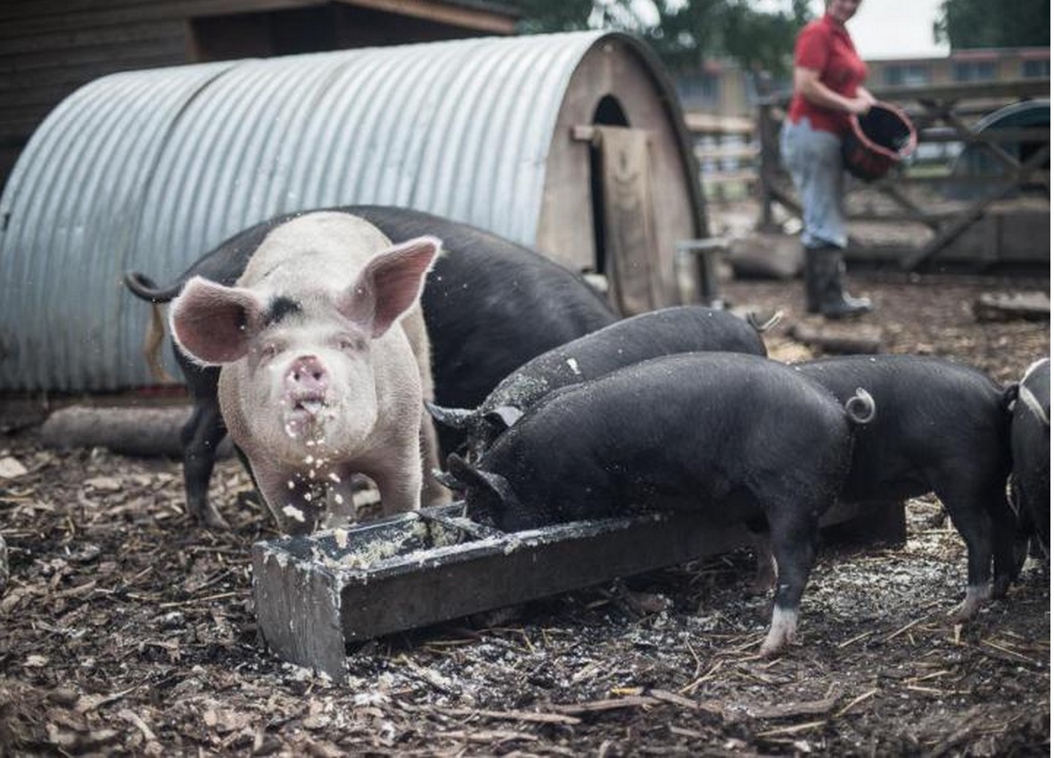 Nebraska's Livestock Market Faces Death by Big Meat Lobbying | Fortune
