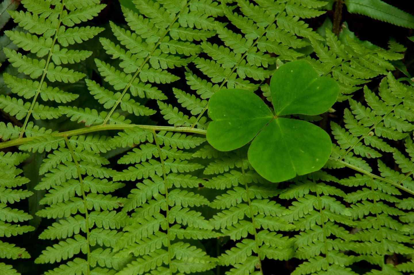 Shamrock Capital Raises $700 million for New Fund | Fortune
