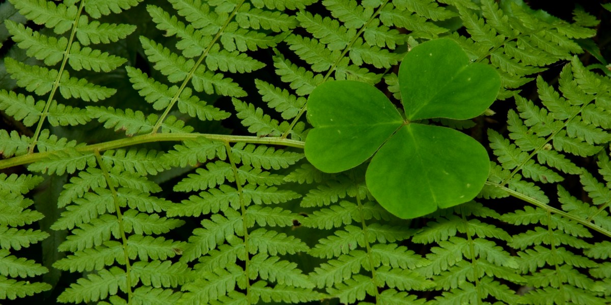 Shamrock Capital Raises $700 million for New Fund | Fortune
