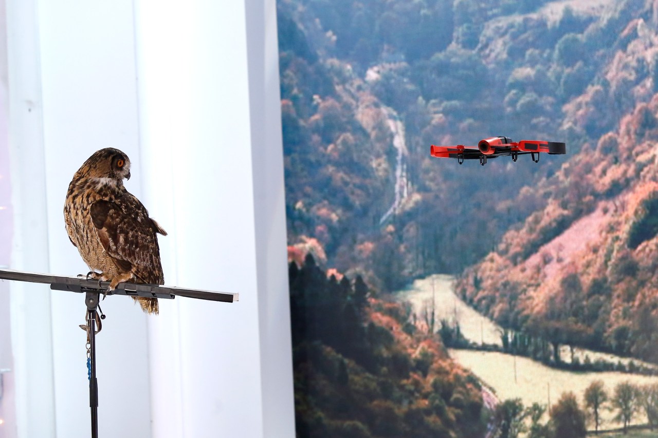 Watch Eagle Tackle Drone Mid-Air | Fortune