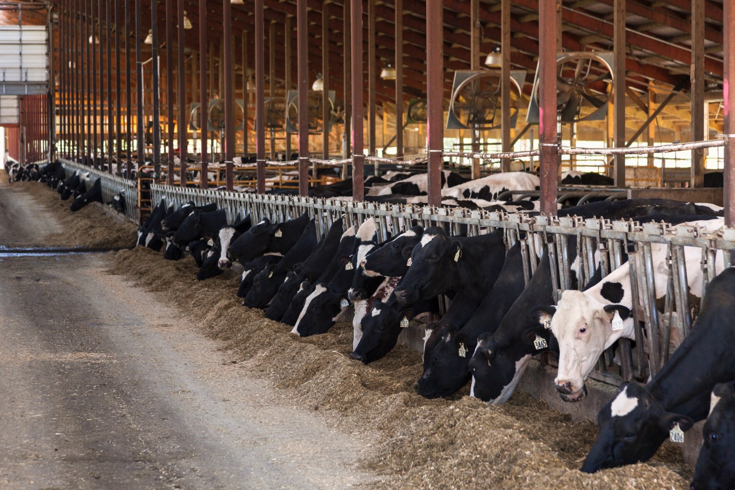 Cargill Is Reducing Its Use of Antibiotics in Its Cattle by 20% | Fortune