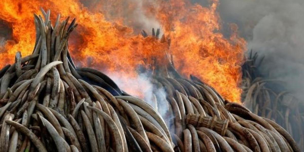Kenya Burns Largest Ever Ivory Stockpile | Fortune