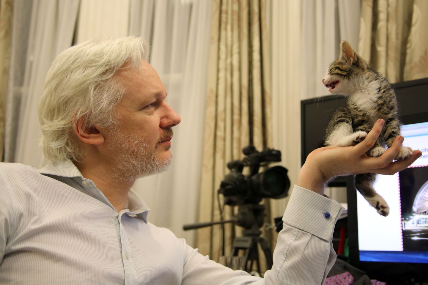 Meet WikiLeaks Founder Julian Assange's Cute and Cuddly Embassy Cat ...