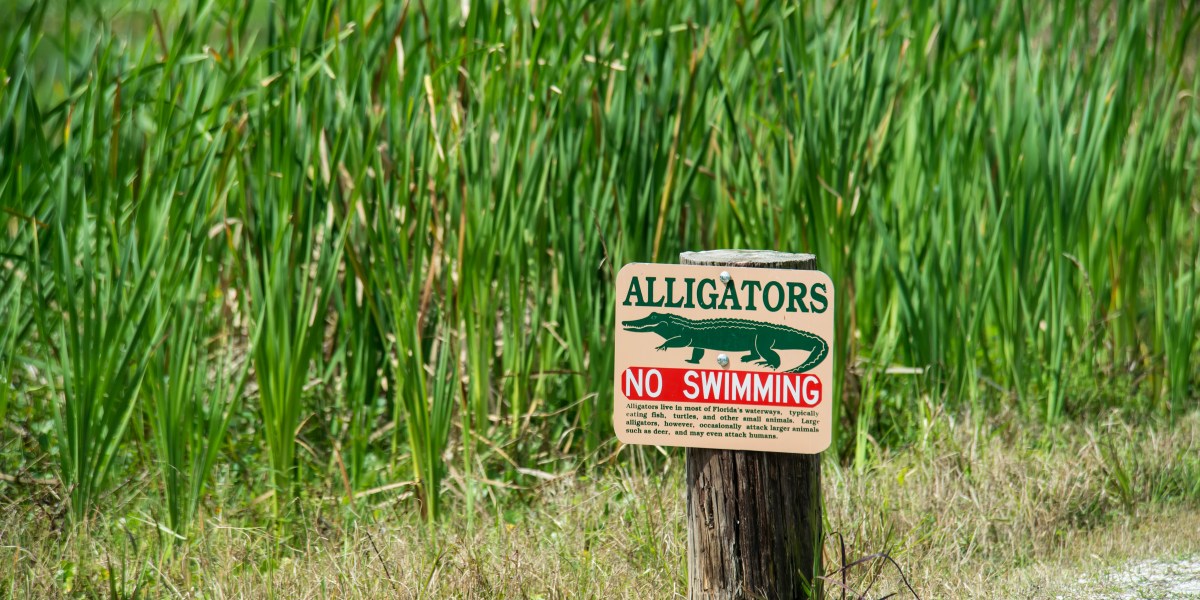 Disney World Alligator Attack: Signs Warn of Swimming Dangers | Fortune