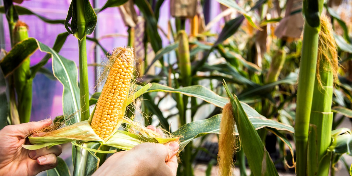 Monsanto: How Much Do You Know About the Agricultural Giant? | Fortune