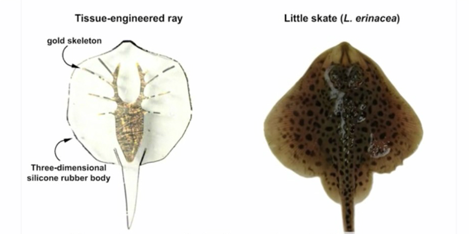 Harvard Scientist Unveils Robotic Stingray Made of Rat Muscle and Gold ...