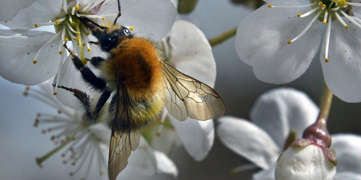 Wild Bees in the U.S. May Soon Be Considered Endangered | Fortune