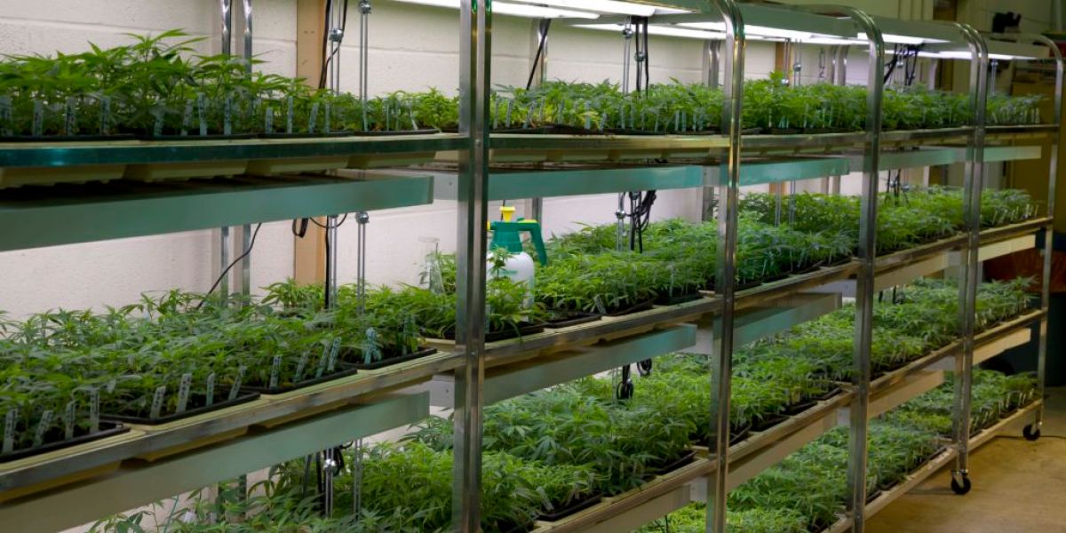 Meet the Federal Government’s Pot Dealer | Fortune