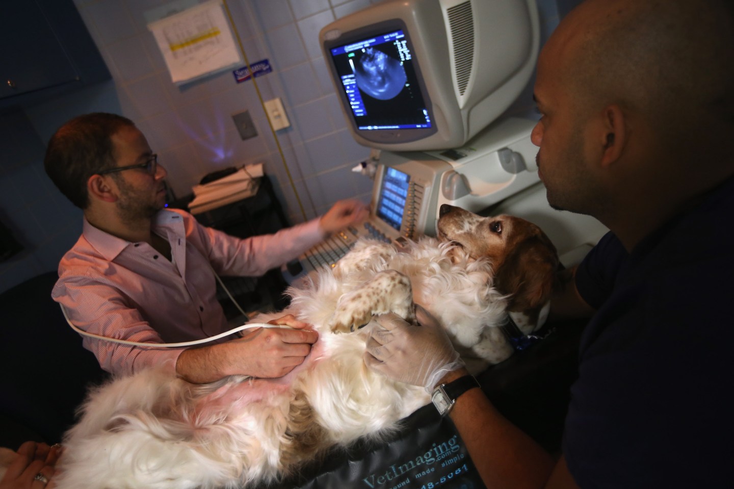 Pet Health Care Is Getting More Advanced and Expensive. | Fortune