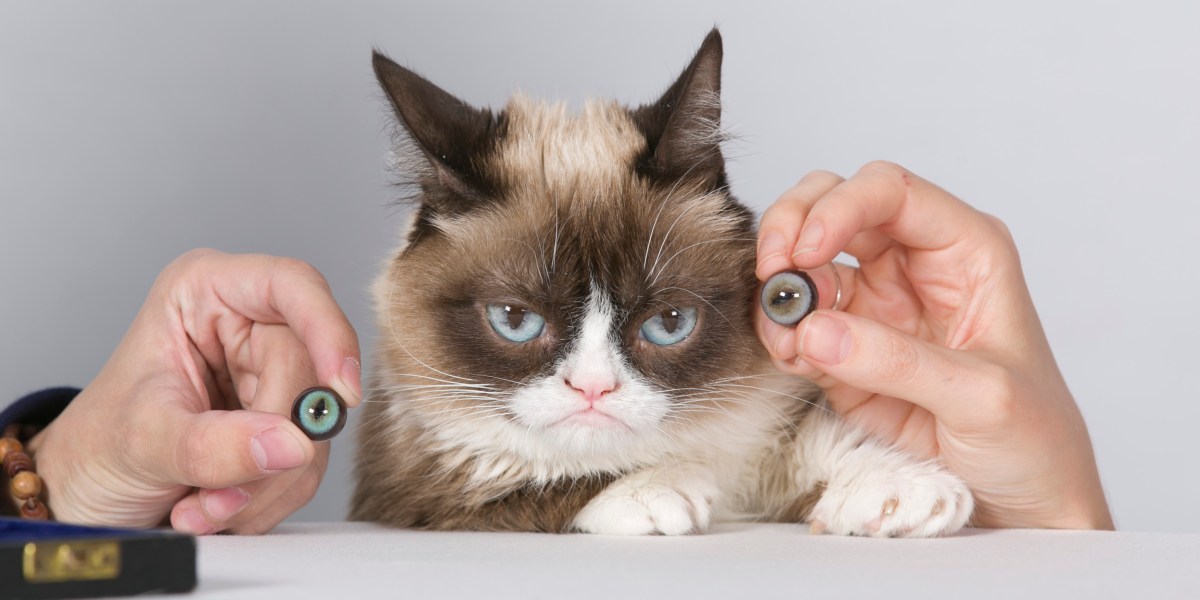 Google Trends 2016: Memes More Popular Than Jesus | Fortune