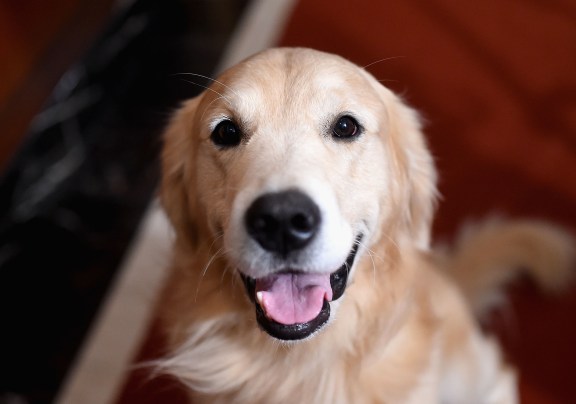 My Dog Taught Me How to Be a Better Leader | Fortune