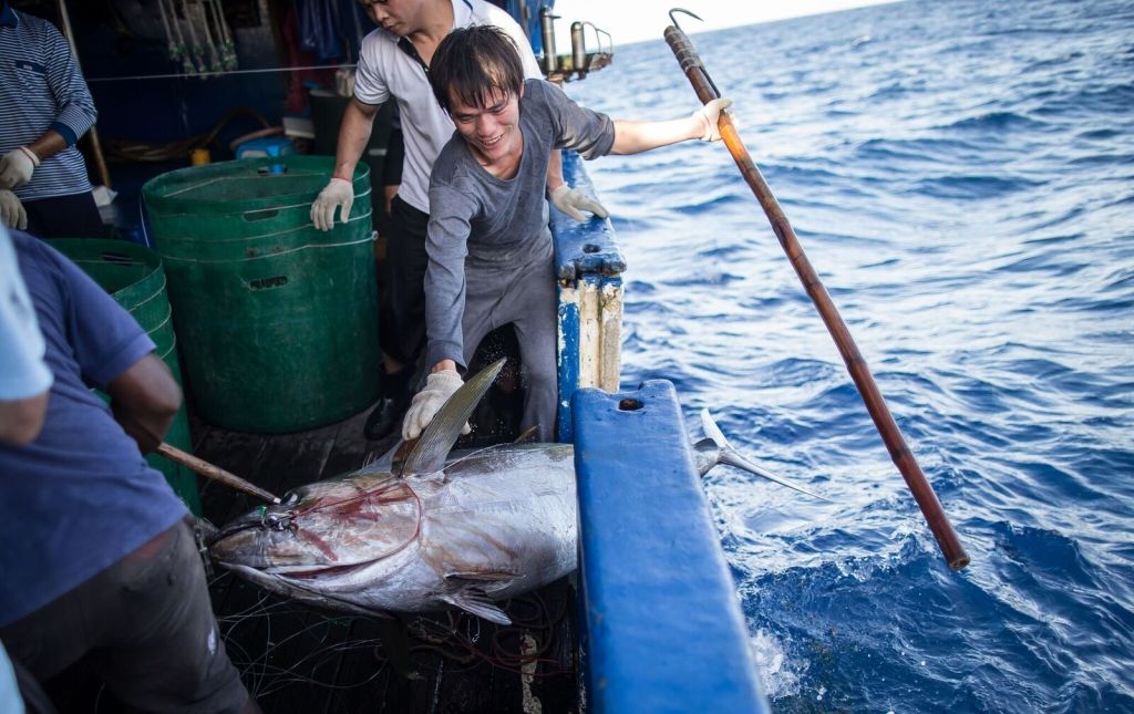The Nature Conservancy To Use Machine Learning To Improve Tuna Fishing ...