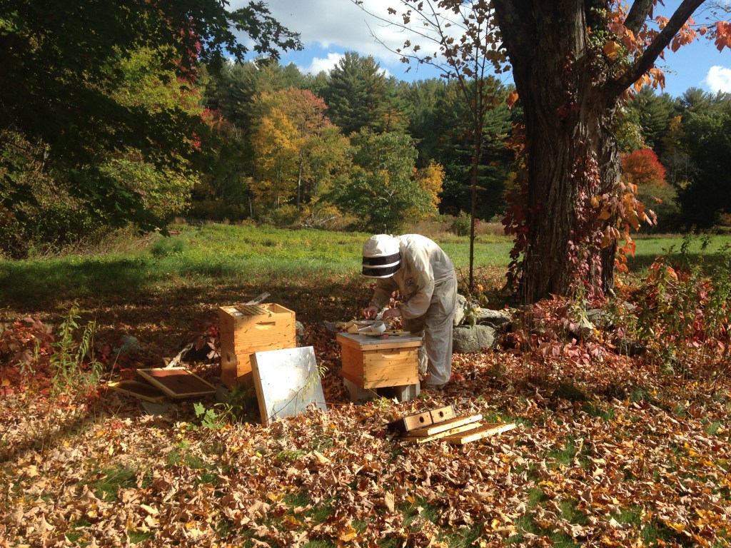 An On-Demand Service for Honey Bees? Best Bees Has Thought of That ...