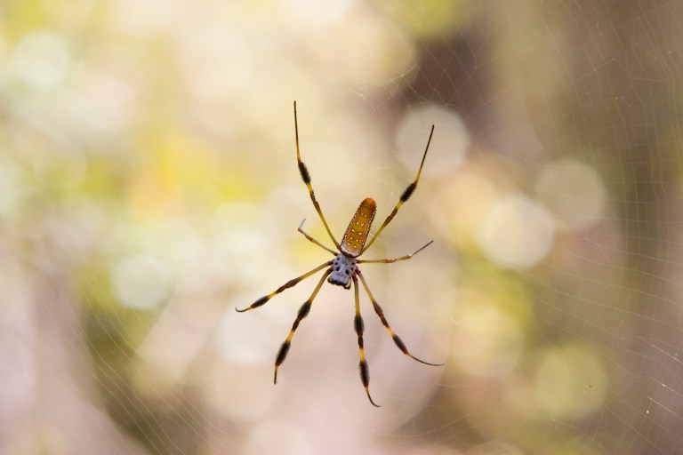 Spiders Can Fly Through the Air for Miles Using Electricity: Study ...