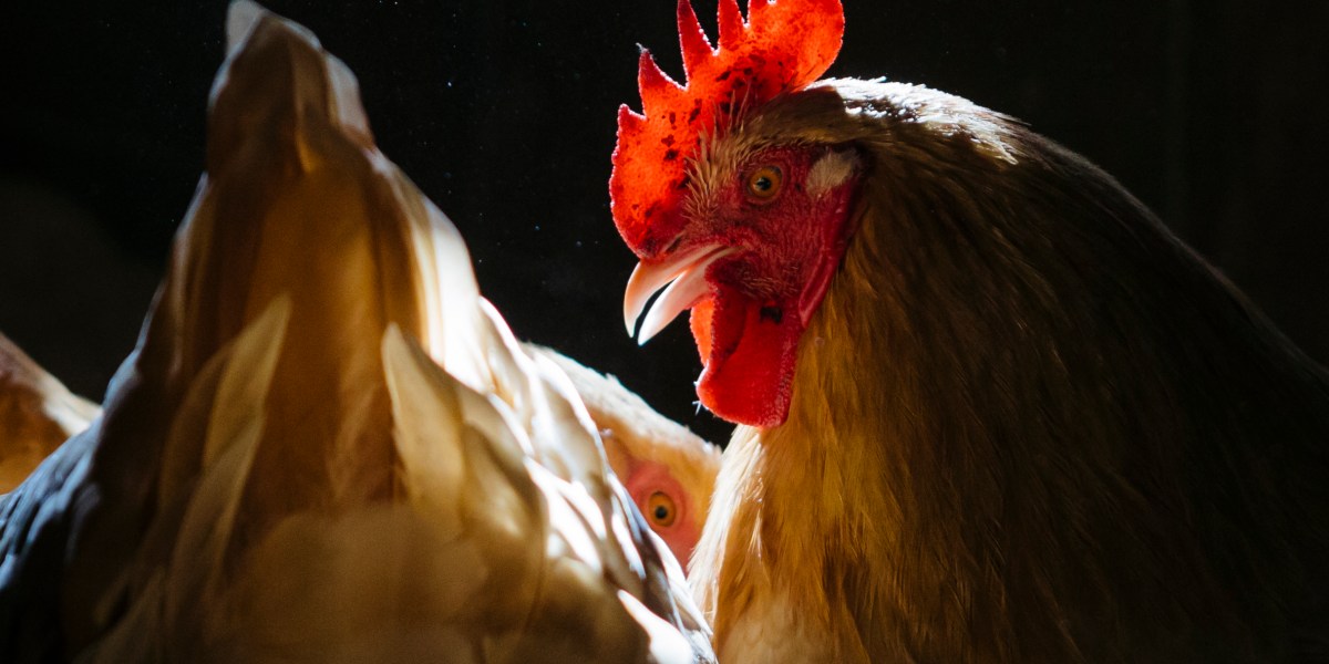 U.S. Confirms Avian Influenza in Tennessee Chicken Flock | Fortune