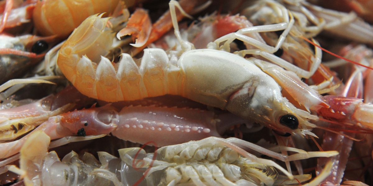 Alcohol: Drunk Crayfish Study Gives Insights Into Drinking | Fortune