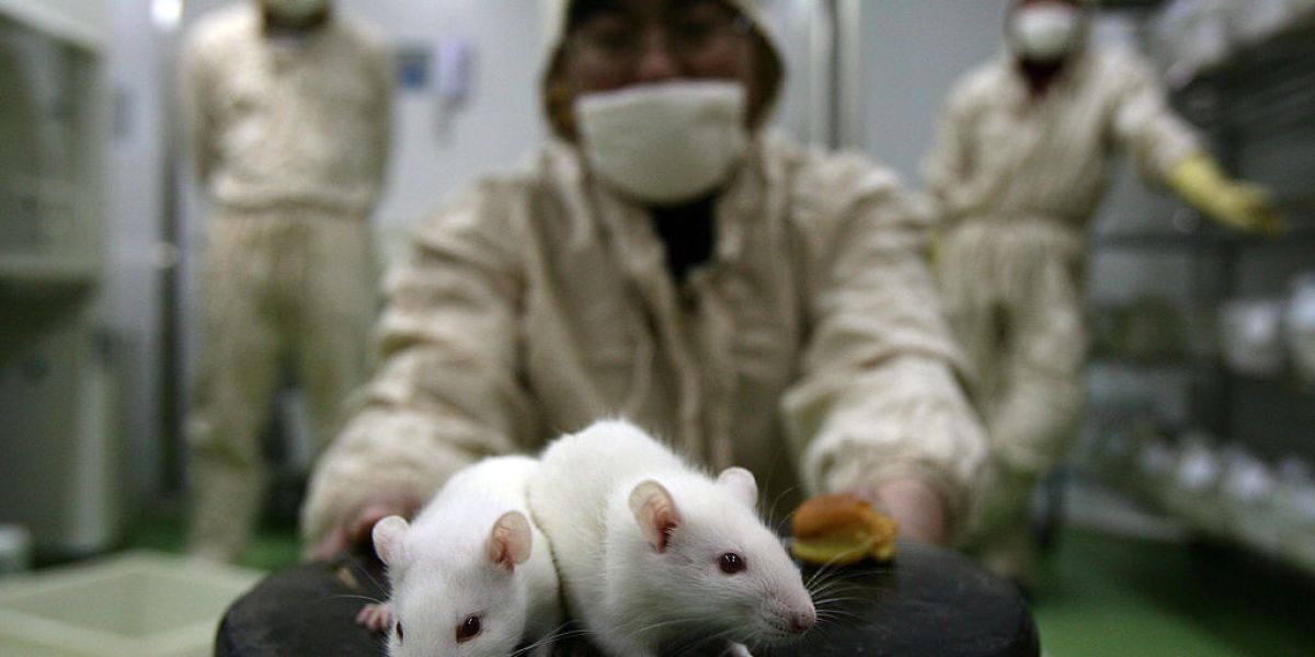 Researchers Find 'Anxiety Cells' in the Brains of Mice | Fortune