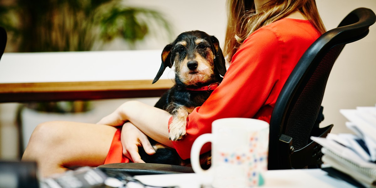 Take Your Dog to Work Day Pictures Prove It's a Great Idea | Fortune