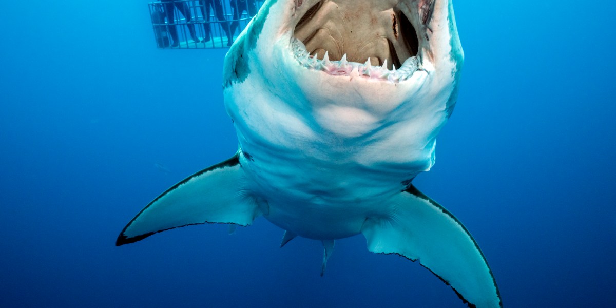 Shark Week 2017: See Benjamin Lowy's Great White Shark Collection | Fortune