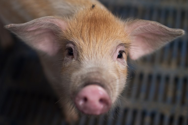 CRISPR Pigs and Major New Gene Editing Tools Emerge | Fortune