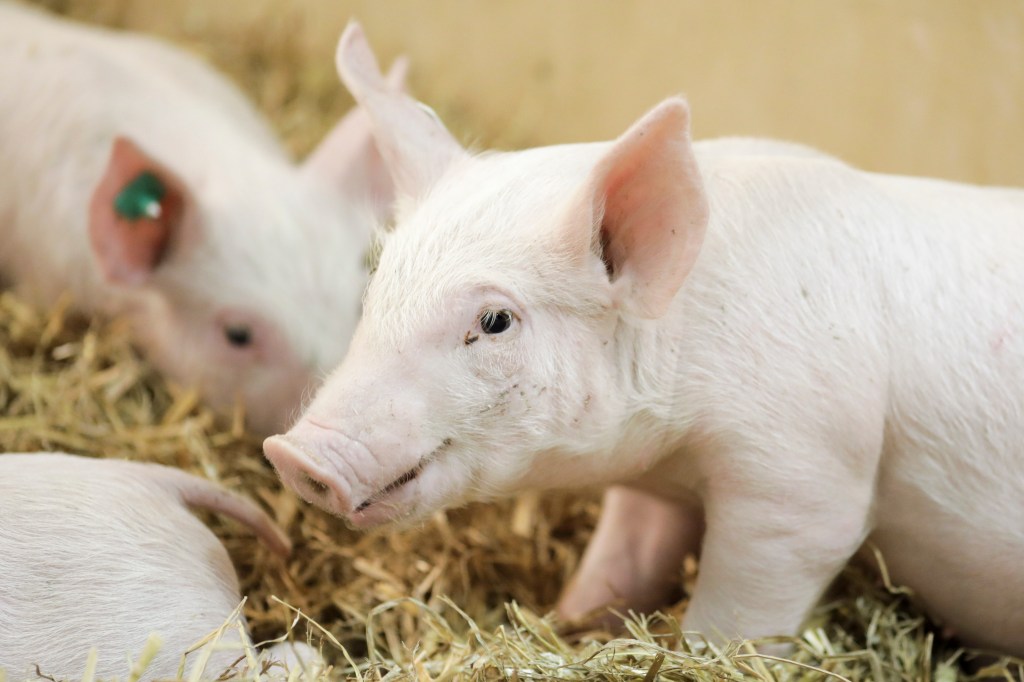 CRISPR Gene Editing Could Make Pig Organ Donors a Reality | Fortune