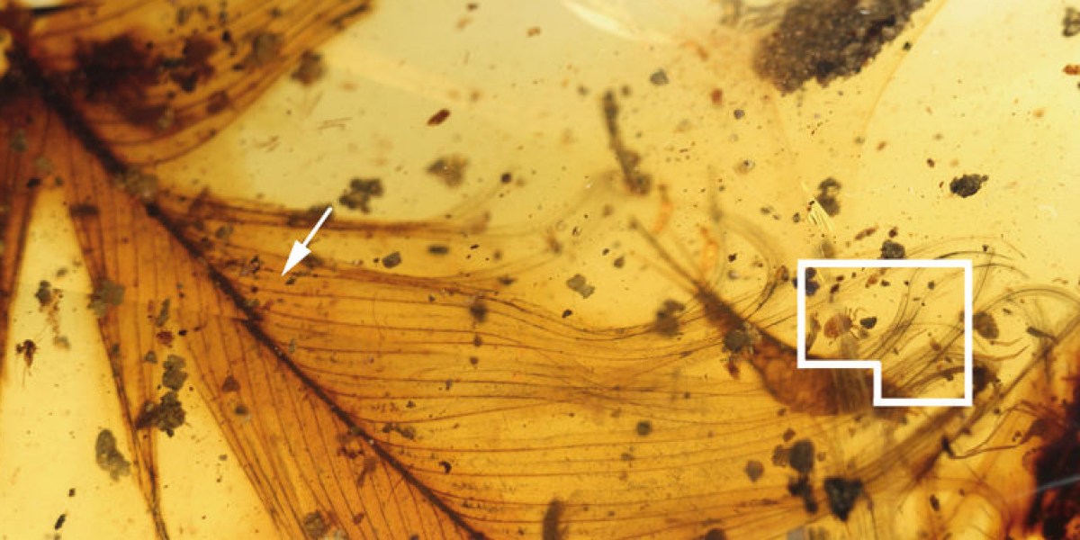 New Study: 99-Million-Year-Old Tick Found in Amber May Provide Clues ...