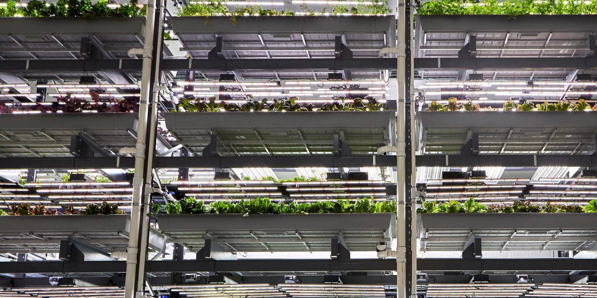 Vertical Farm Startup Bowery Is Building World's Techiest Indoor Farm ...