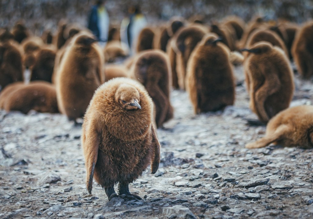 King Penguins Could Be 70% Extinct by 2100 | Fortune