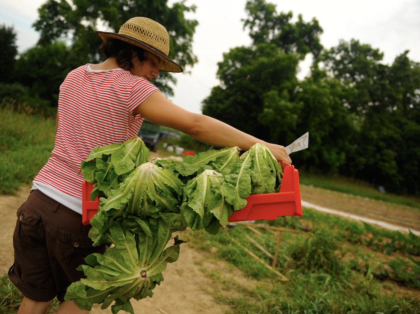 romaine lettuce | Fortune
