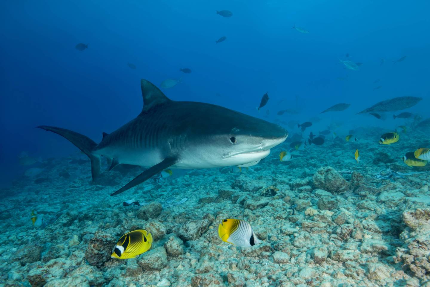 'Shark Week' Returns. And It's Going to Be a Big Marketing Event | Fortune