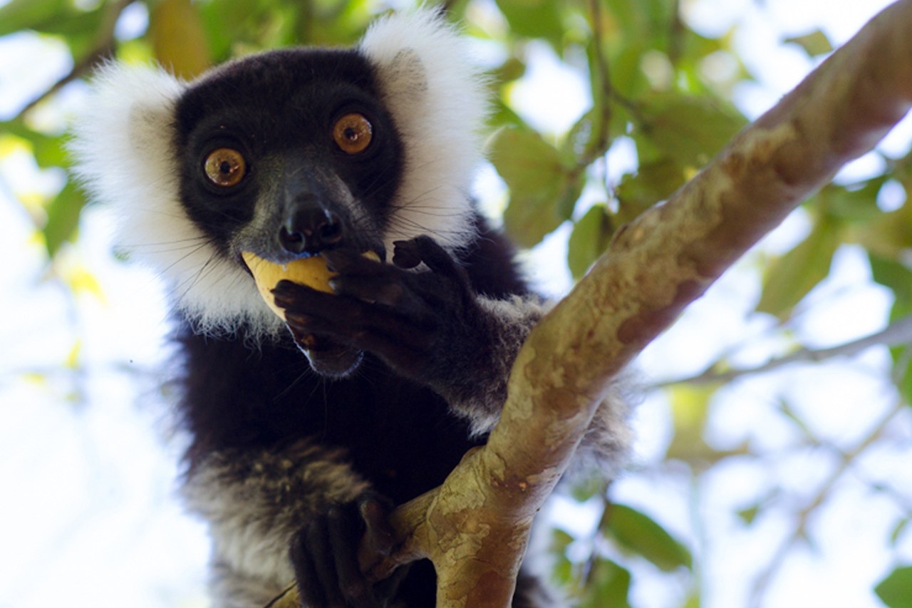 Madagascar's Lemurs Are Near Extinction, Scientists Say | Fortune