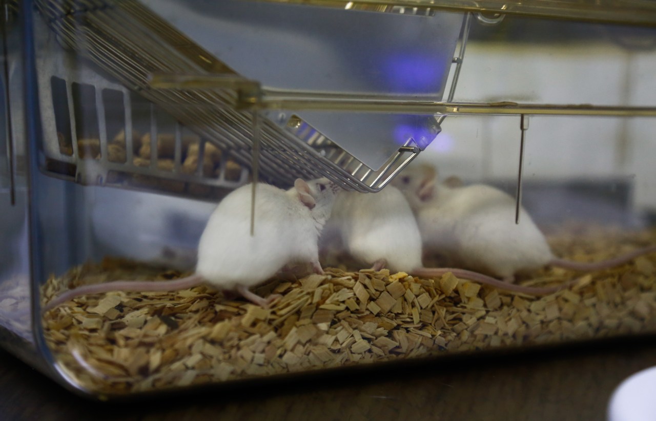A Lab in China Gave Birth to the First Mice With 2 Dads | Fortune