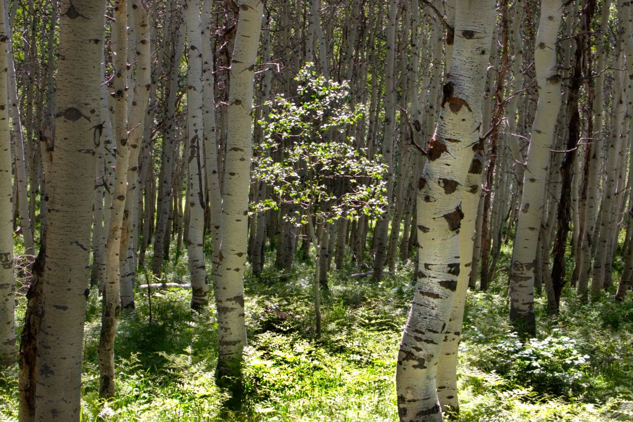 A Ginormous Self-Cloning Forest Is Shrinking: Here's How to Save It ...