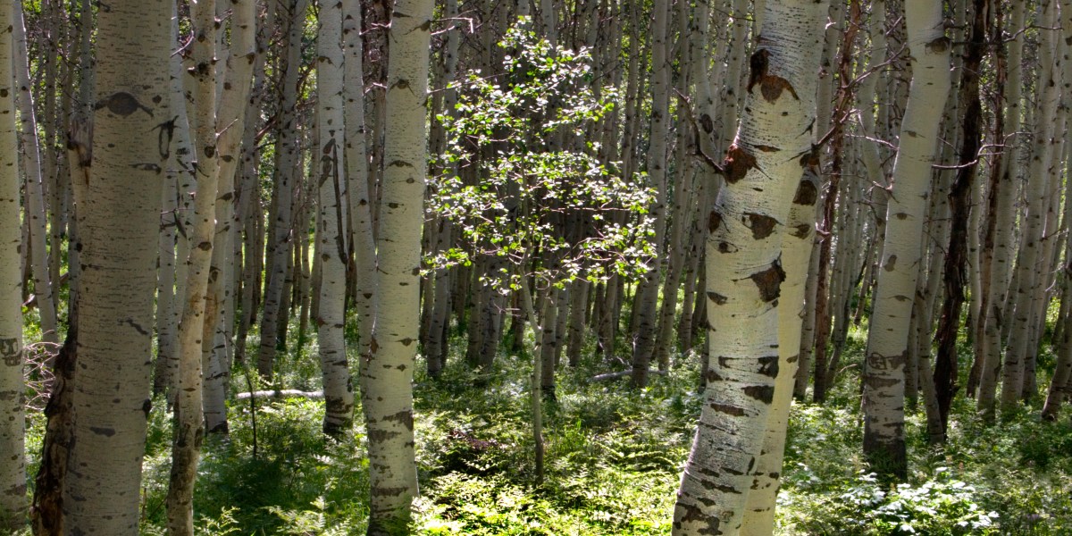 A Ginormous Self-Cloning Forest Is Shrinking: Here's How to Save It ...