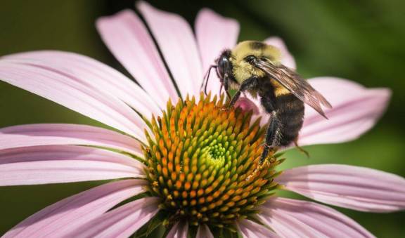 Honey Bee Vaccine Offers Hope for Pollinators and Fruit Growers | Fortune