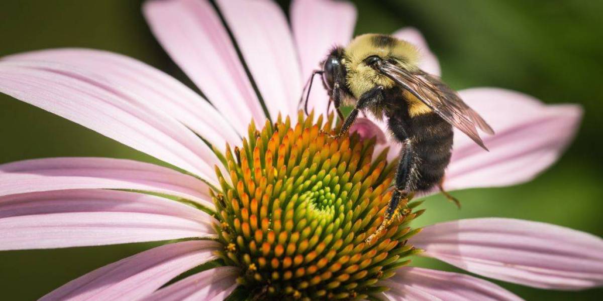 Honey Bee Vaccine Offers Hope for Pollinators and Fruit Growers | Fortune