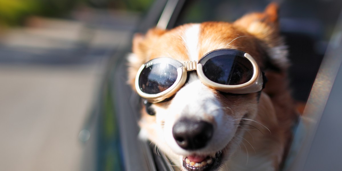 Elon Musk: Tesla Dog Mode Is Ready to Launch This Week | Fortune