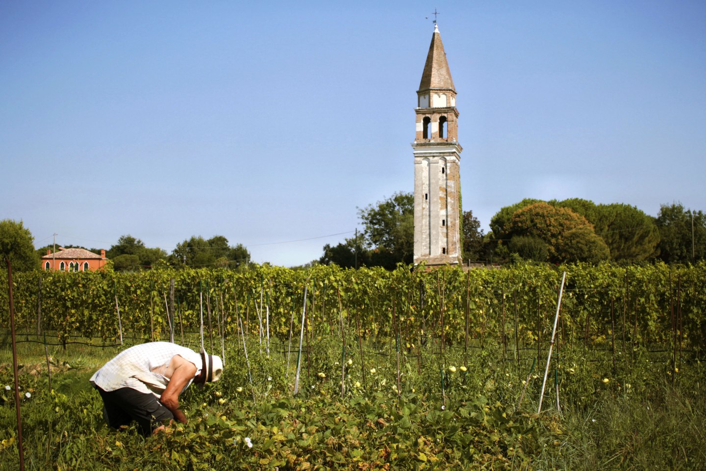 How a Tiny Italian Resort Is Reviving Venetian Viticulture | Fortune