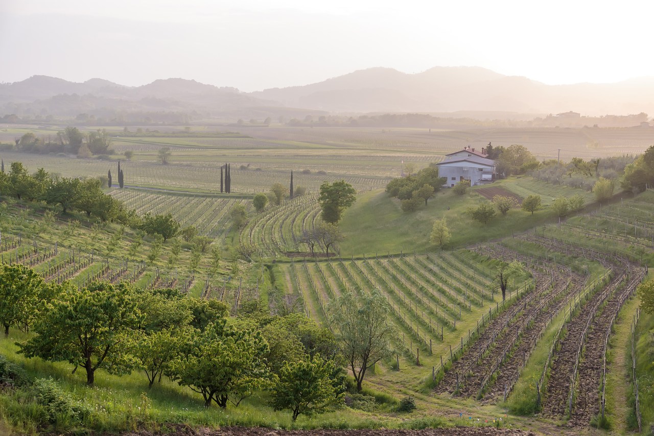 These Eastern European Wines Are on the Cutting Edge | Fortune